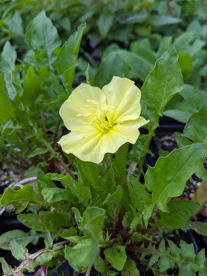 Connoisseur's-Garden