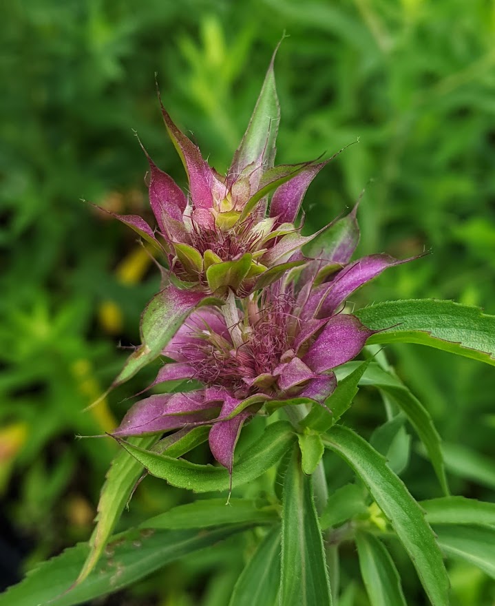 Connoisseur's-Garden